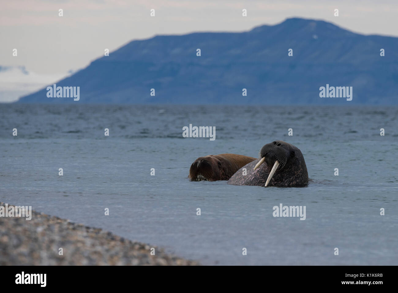 Norway, Svalbard, Nordaustlandet-Svalbard Nature Reserve, Torrellneset ...