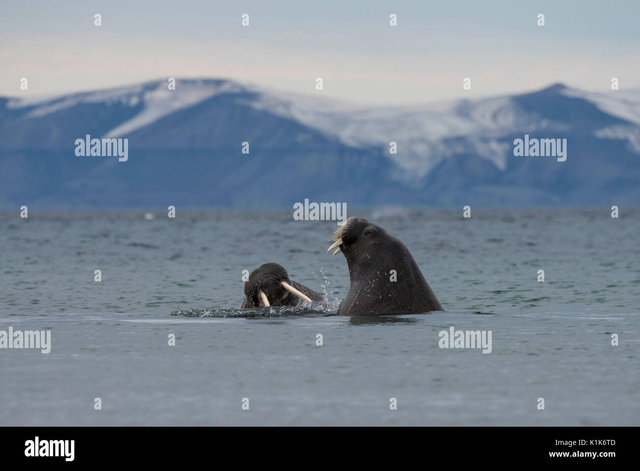 Norway, Svalbard, Nordaustlandet-Svalbard Nature Reserve, Torrellneset ...