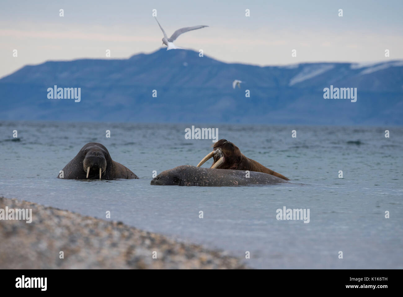 Norway, Svalbard, Nordaustlandet-Svalbard Nature Reserve, Torrellneset ...