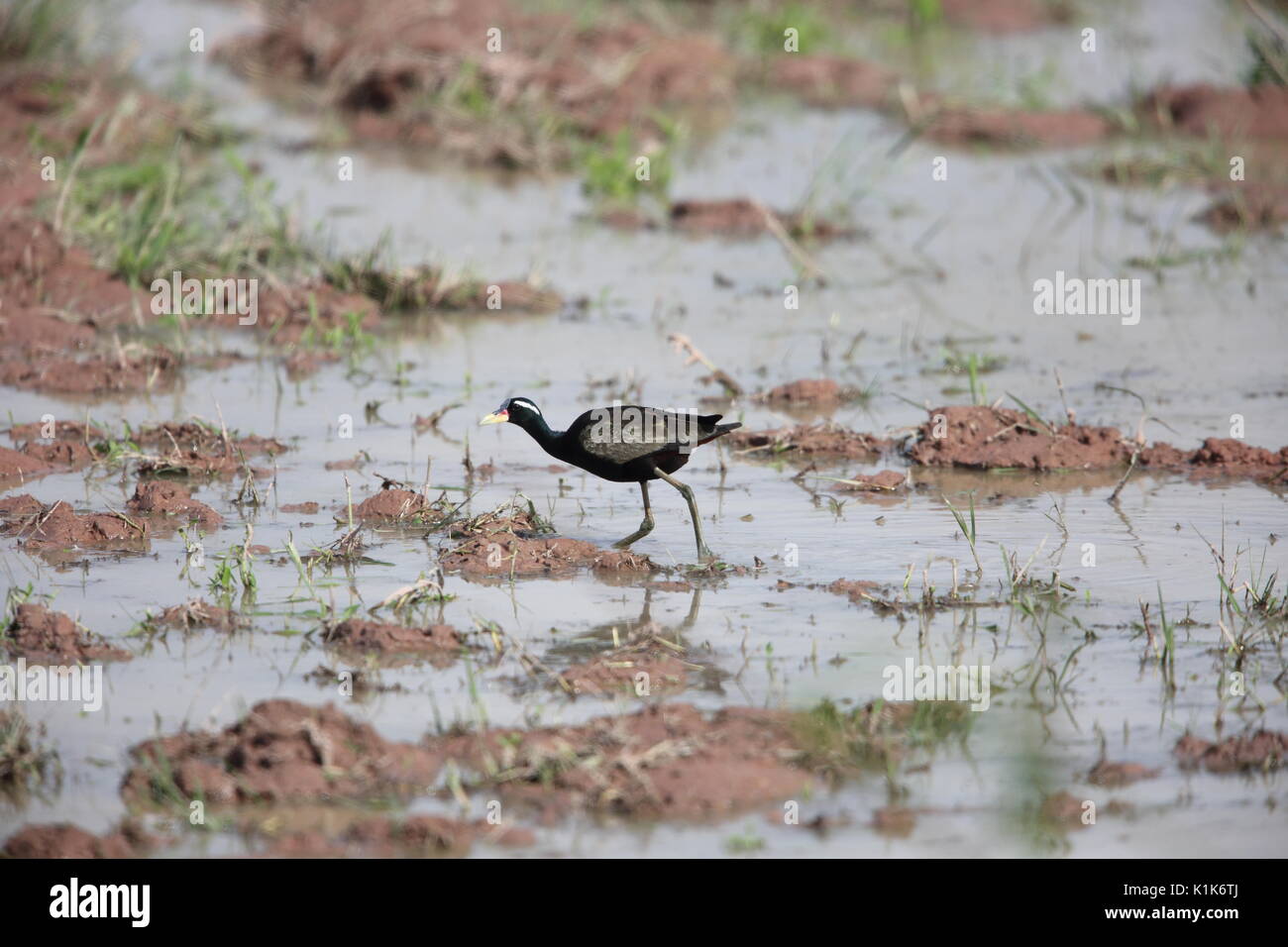 Bronze-winged Jacana (Metopidius indicus) in Khao Yai National Park ...