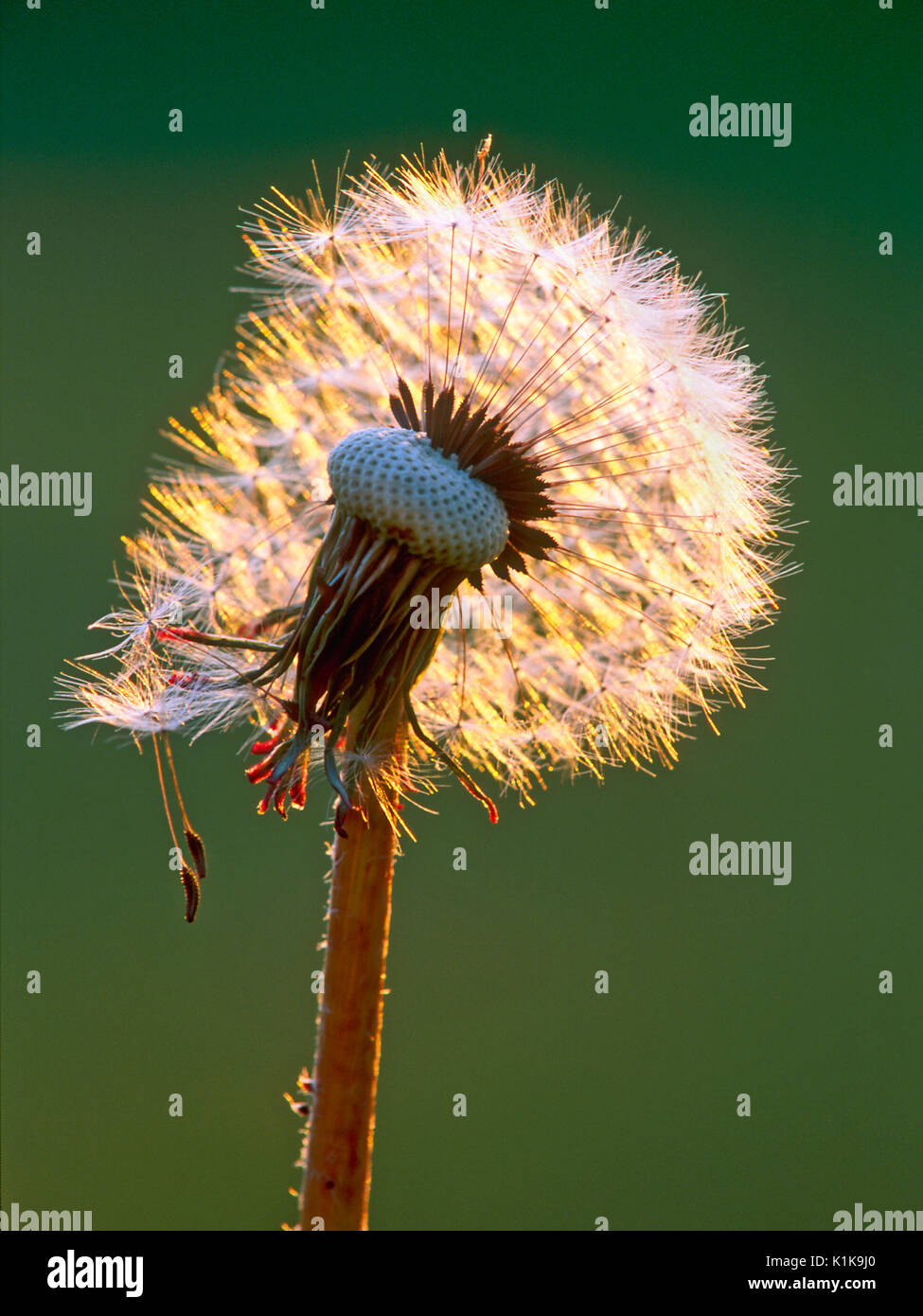 Close up detail of Dandelion seed pod with seeds , back light Stock ...