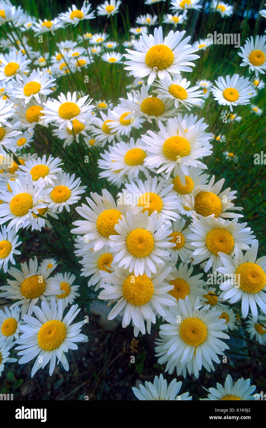 Cluster of Oxeye Daisy Flowers in a meadow, close up ( Leucanthemum ...