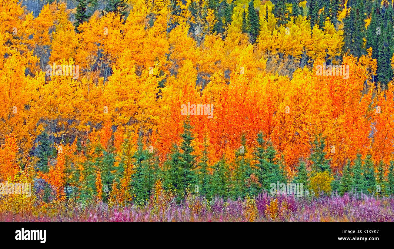 Aspen trees yukon canada hi-res stock photography and images - Alamy