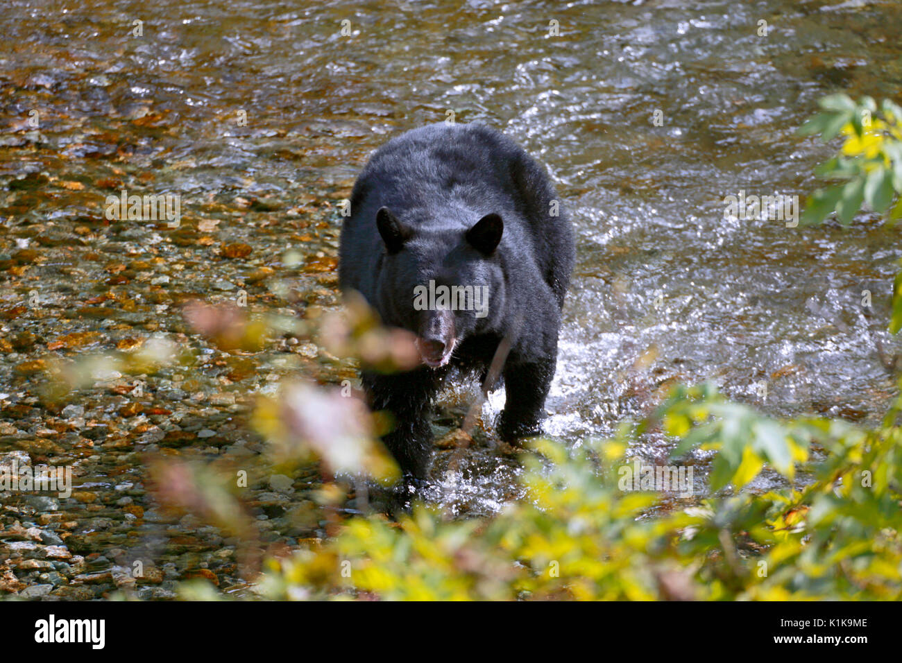 Black Bear running in creek chasing salmon fish Stock Photo - Alamy