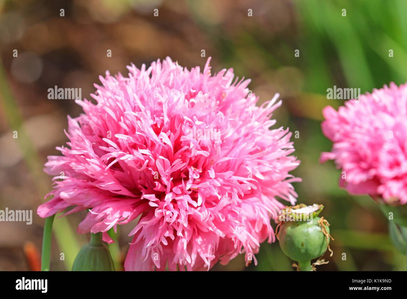 Double poppy hi-res stock photography and images - Alamy