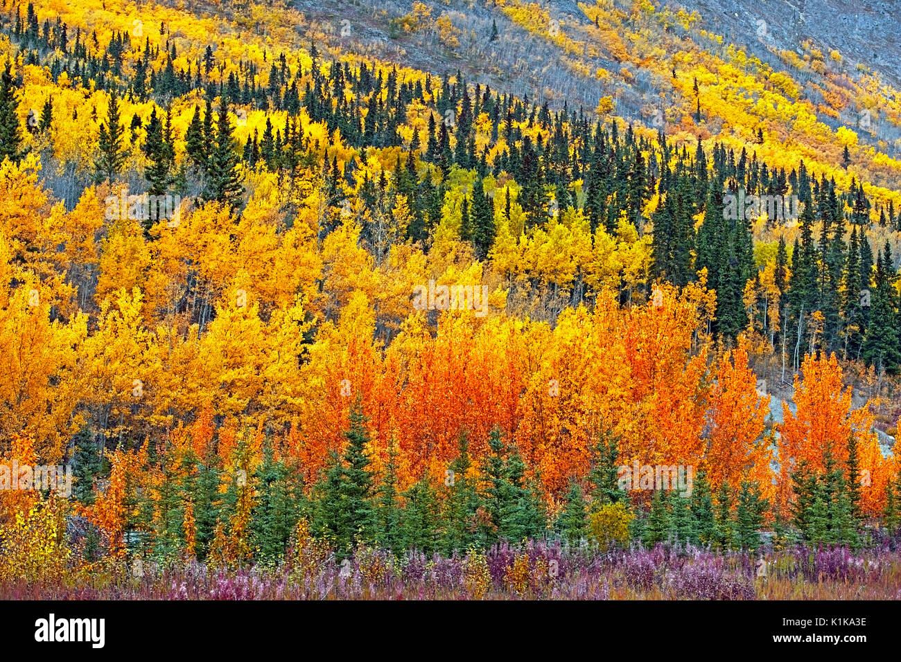 Beautiful Trembling Aspen Forest in prime autumn colors, along Alaska ...