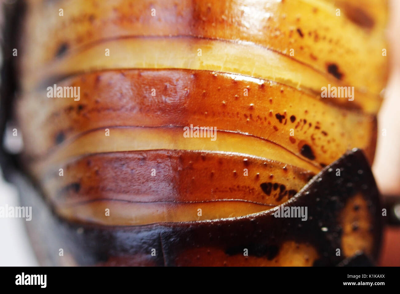 Macro photo Madagascar hissing cockroach Gromphadorhina portentosa on ...