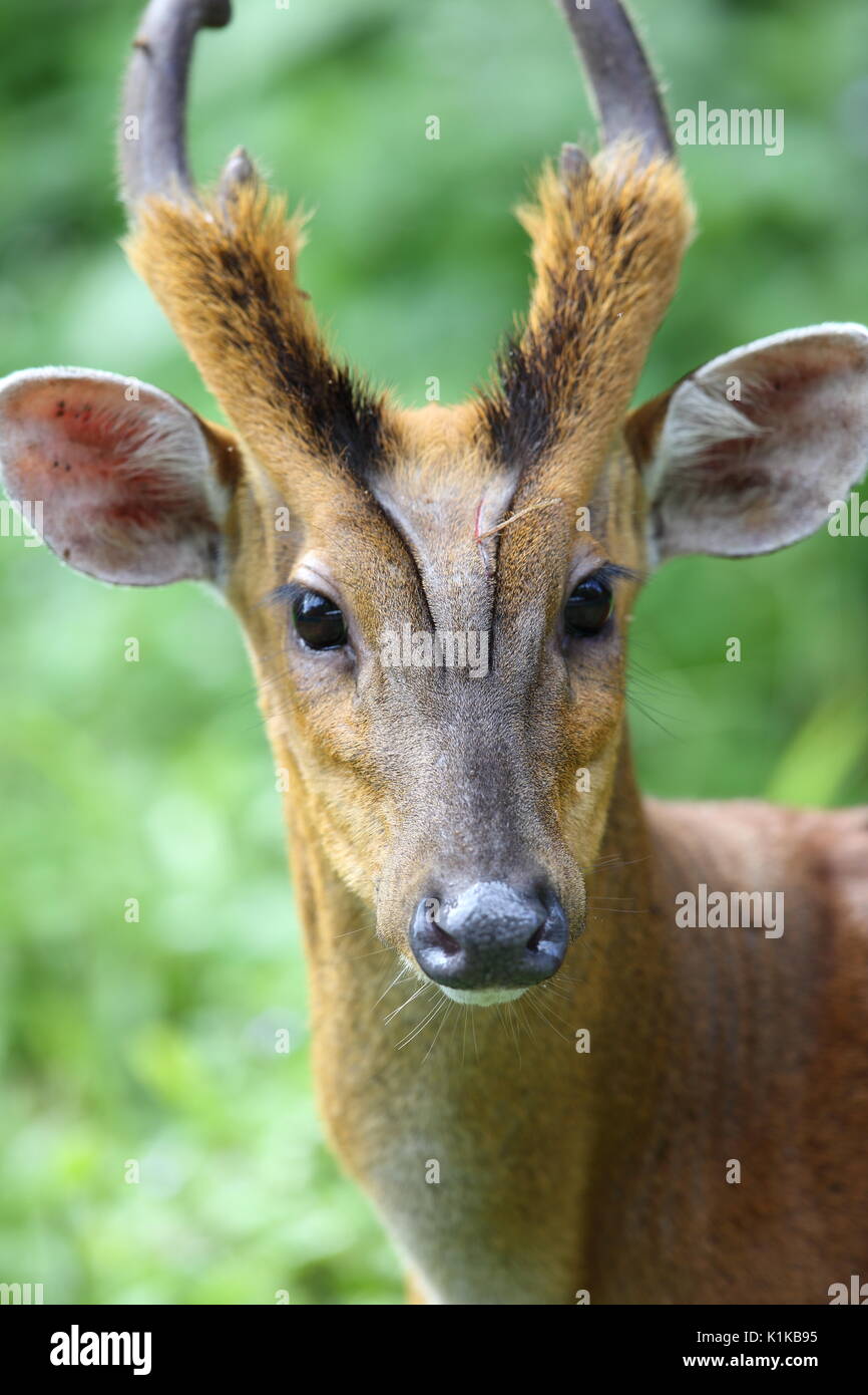 Kakar Deer
