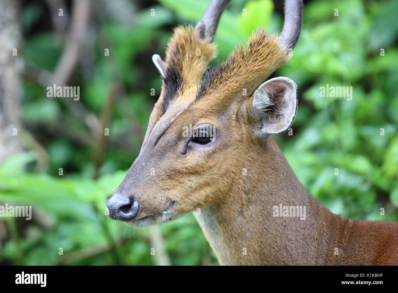 Indian muntjac hi-res stock photography and images - Alamy