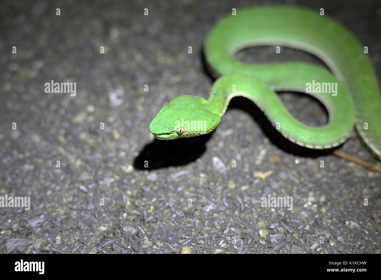 Vogels pit viper trimeresurus vogeli hi-res stock photography and ...