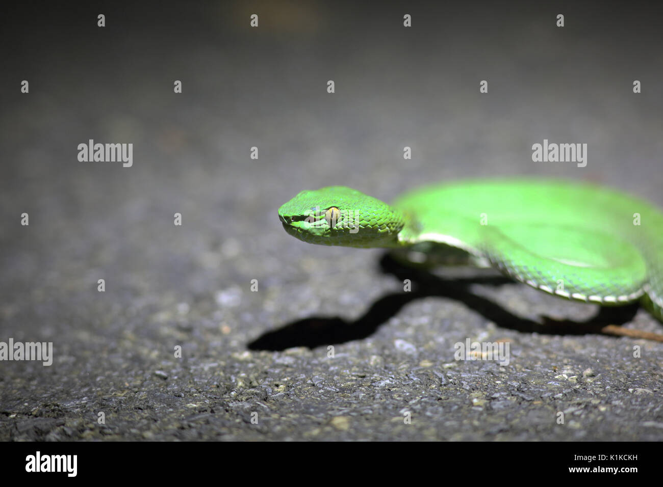 Vogel's pit viper (Trimeresurus vogeli) in Khao Yai National Park ...