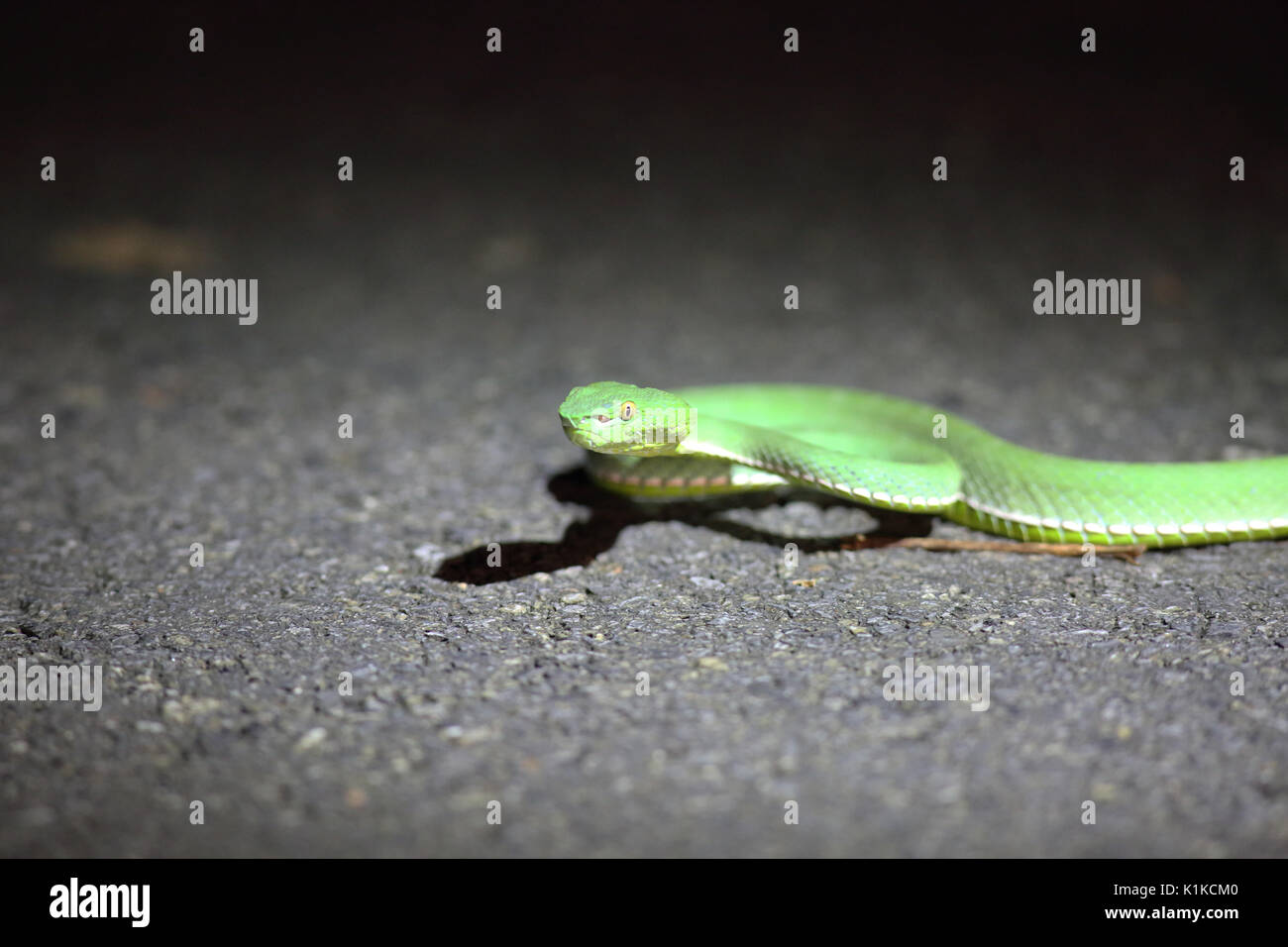 Vogels pit viper hi-res stock photography and images - Alamy