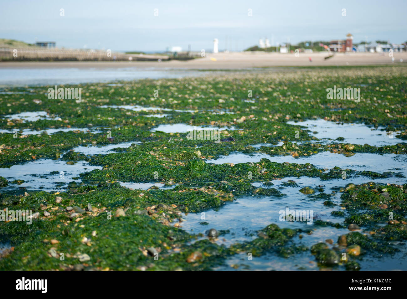 Rock pools and seaweed exposed during low tide on the beach at ...