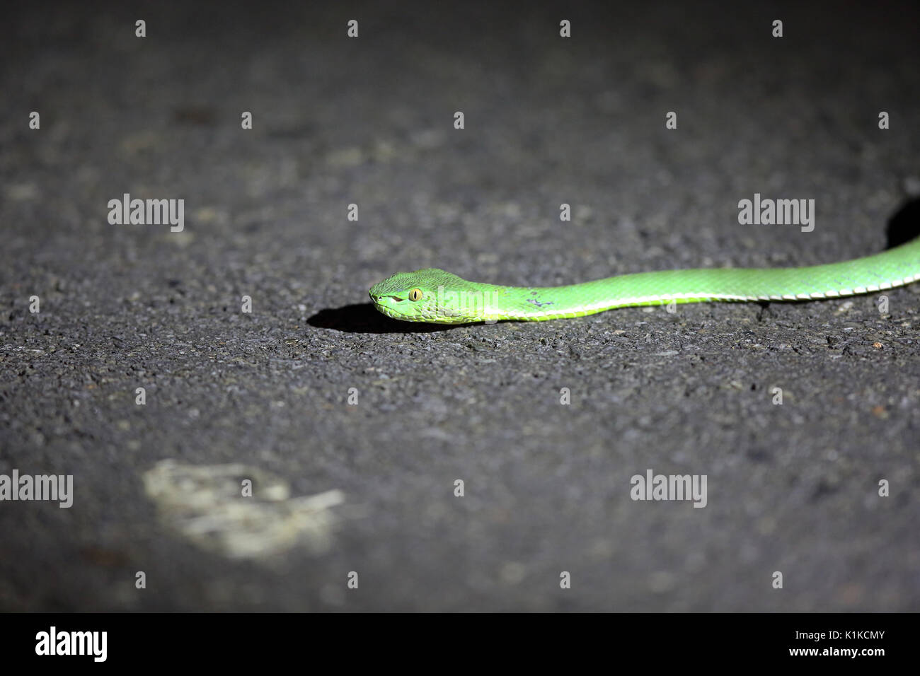 Vogels Pit Viper High Resolution Stock Photography and Images - Alamy