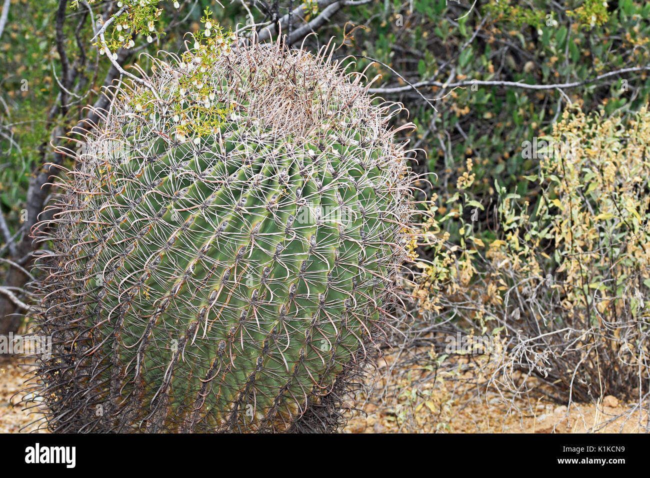 Fishhook barrel cactus hi-res stock photography and images - Alamy