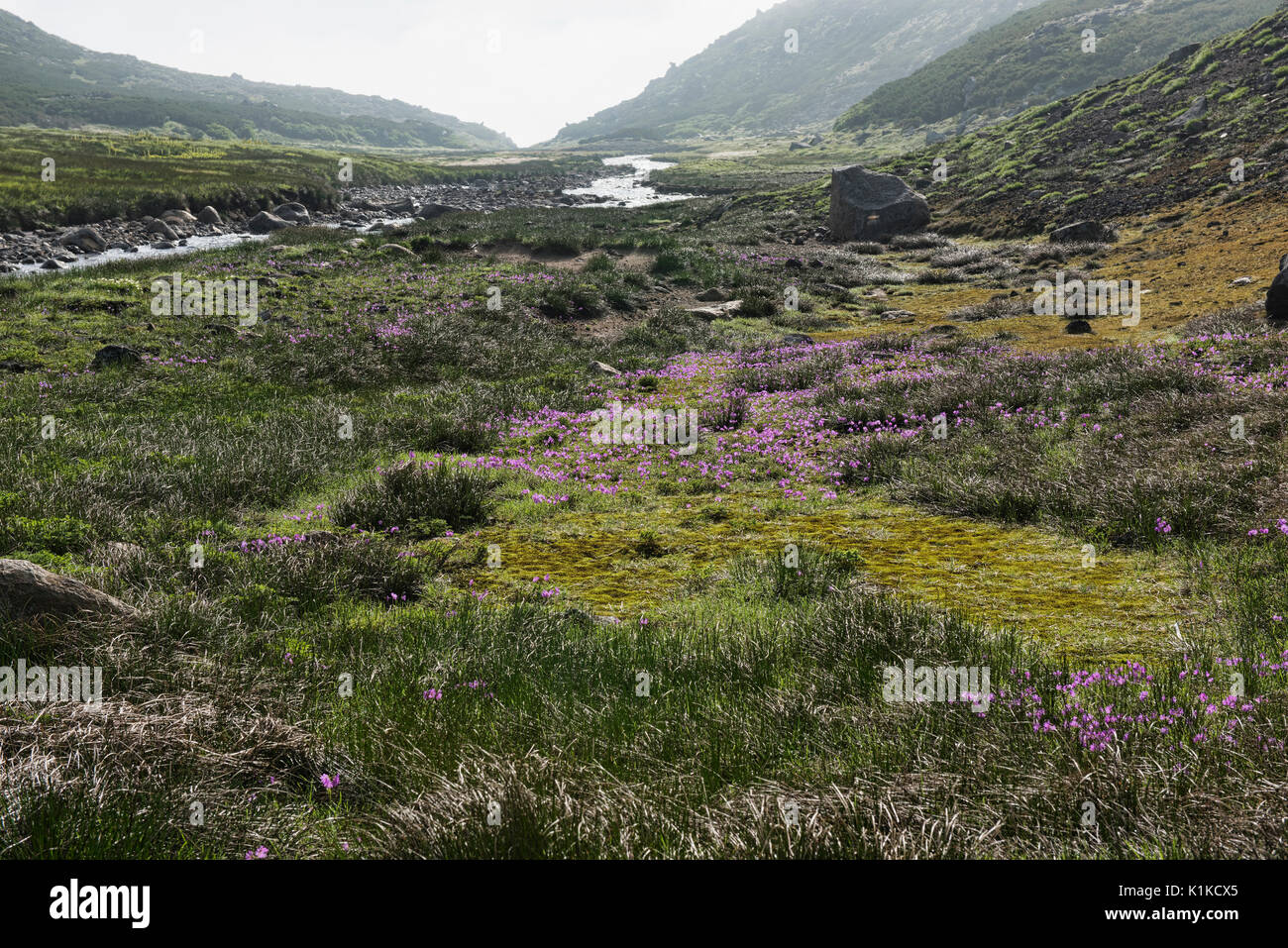 Japanese alpine wildflowers hi-res stock photography and images - Alamy