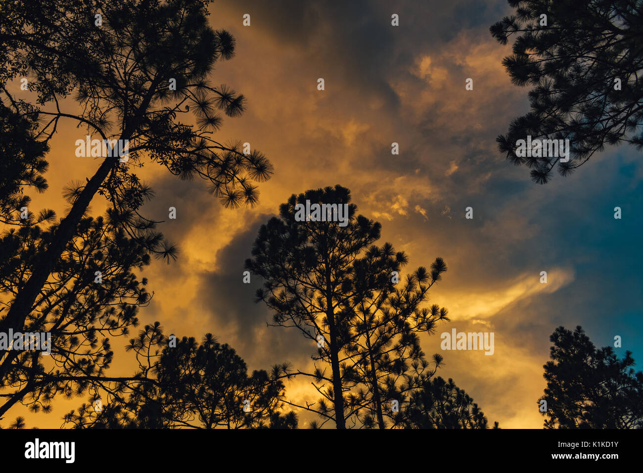 Tree tops at sunset hi-res stock photography and images - Alamy