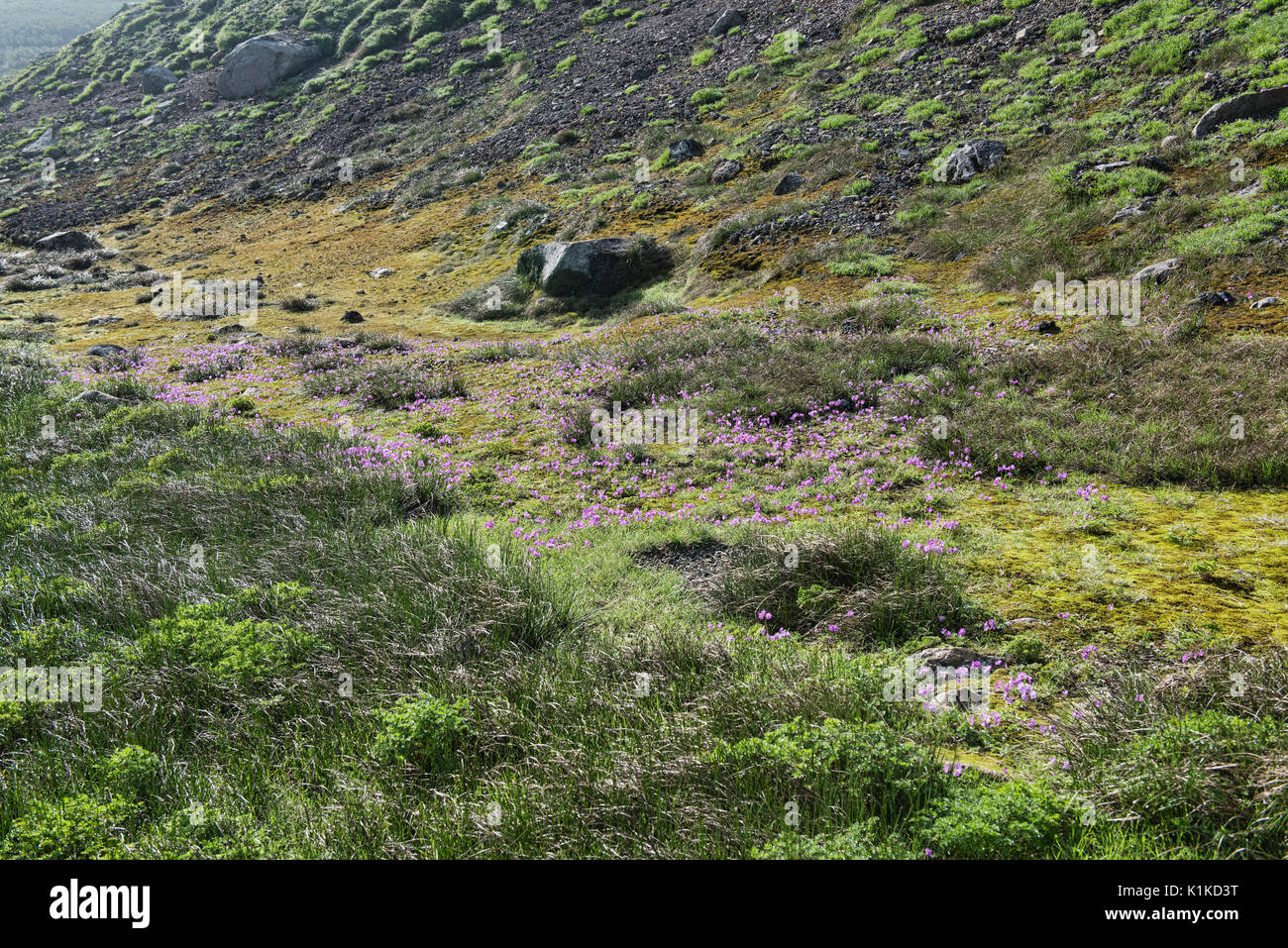 Wildflowers in Daisetsuzan National Park, Hokkaido, Japan Stock Photo ...