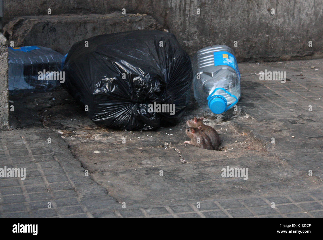 Two rats in the city examining a garbage bag Stock Photo - Alamy