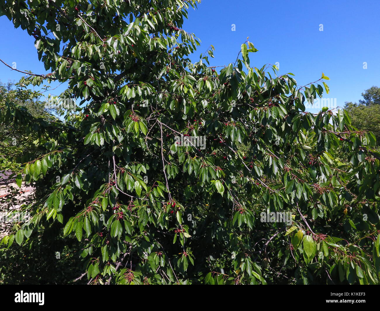 Branches of cherries with ripe berries. Ripe sweet cherry on a tree ...