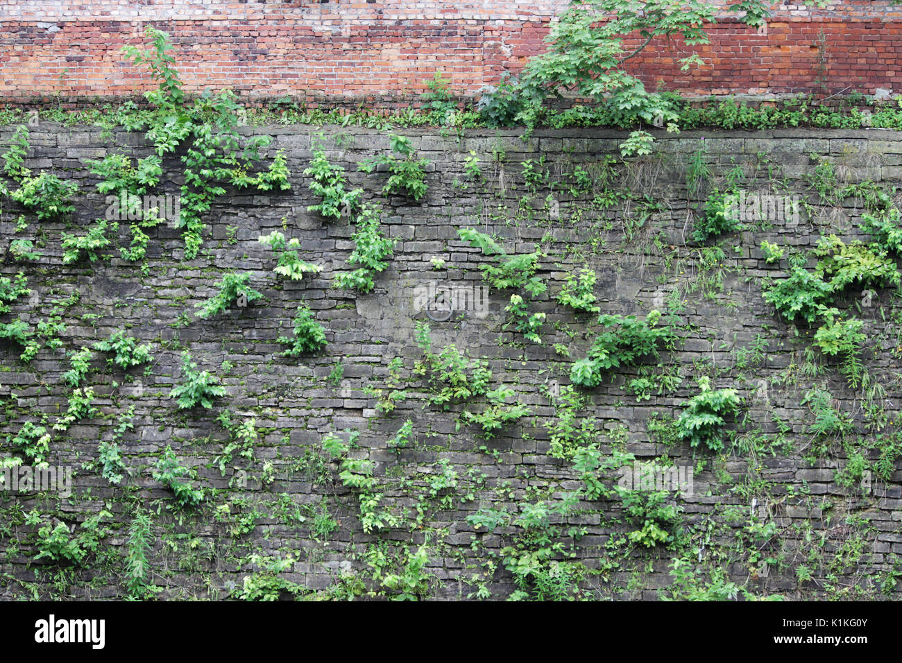 Wall densely overgrown with green many plants Stock Photo - Alamy