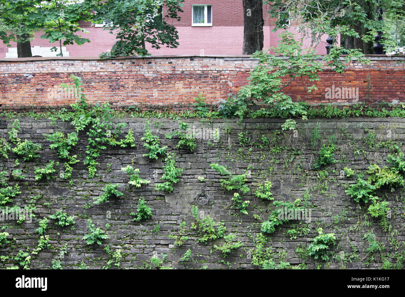 Wall densely overgrown with green many plants Stock Photo - Alamy
