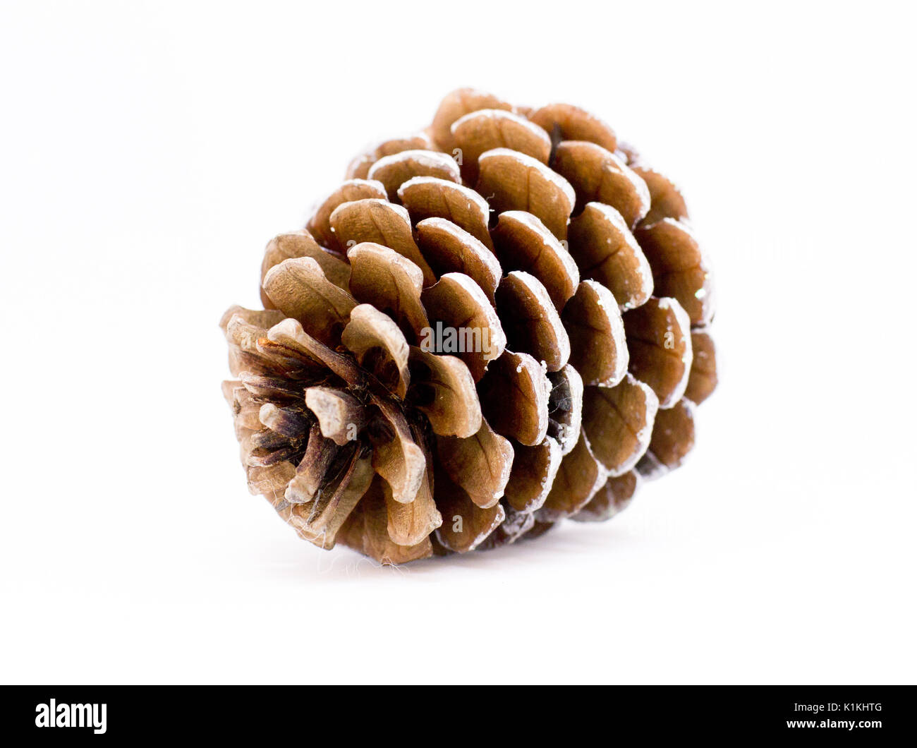 Pine cone over white background Stock Photo - Alamy