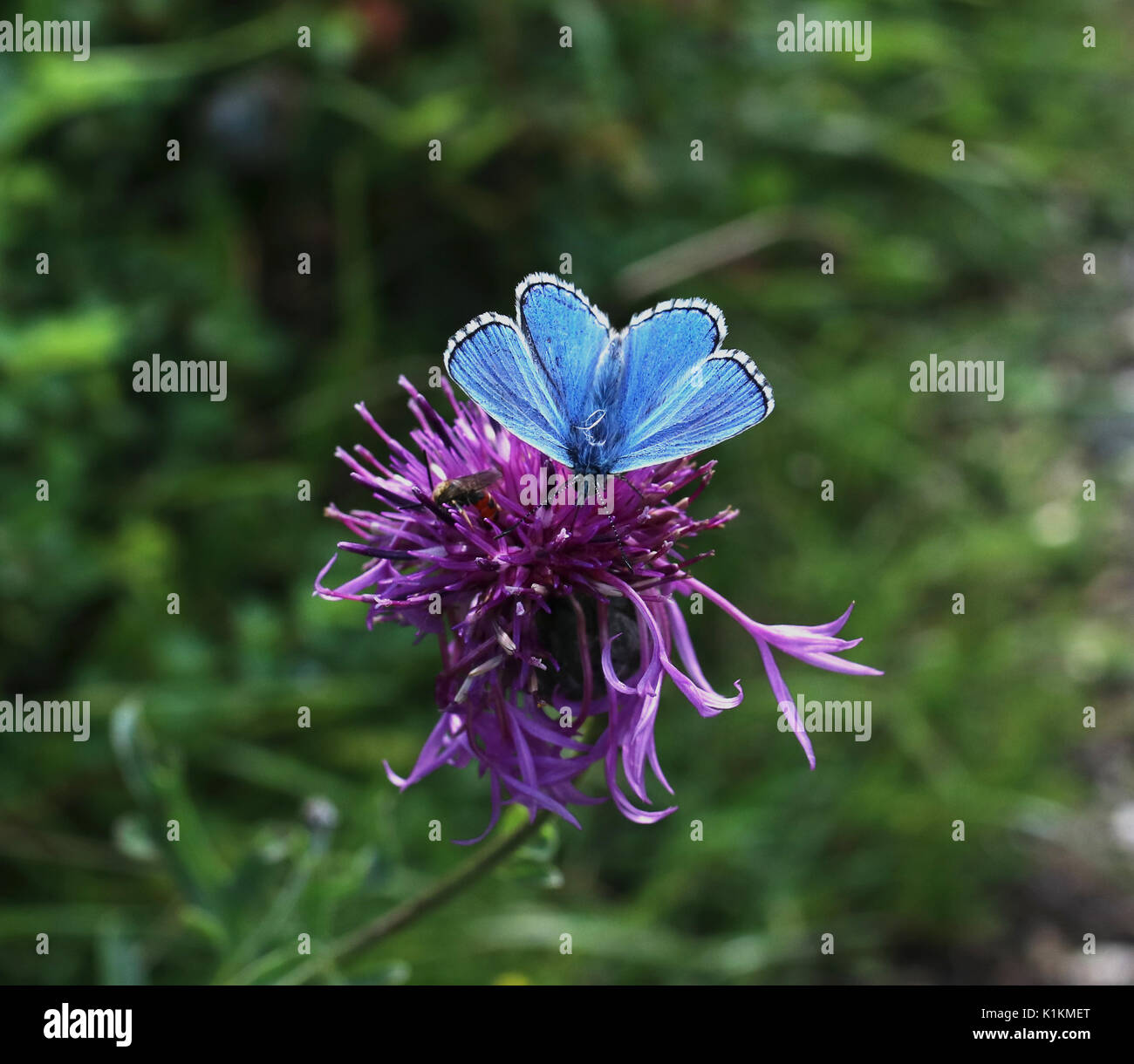 Adonis Blue Butterfly on Knapweed Stock Photo - Alamy