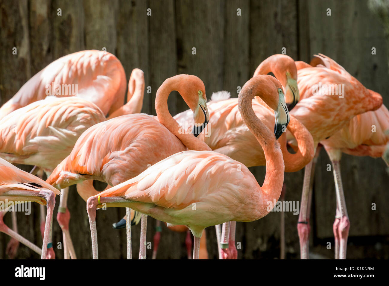 Africa flamingo hi-res stock photography and images - Alamy