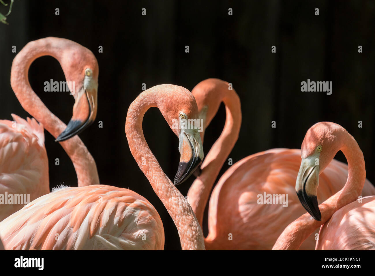 Zoo flamingos hi-res stock photography and images - Alamy