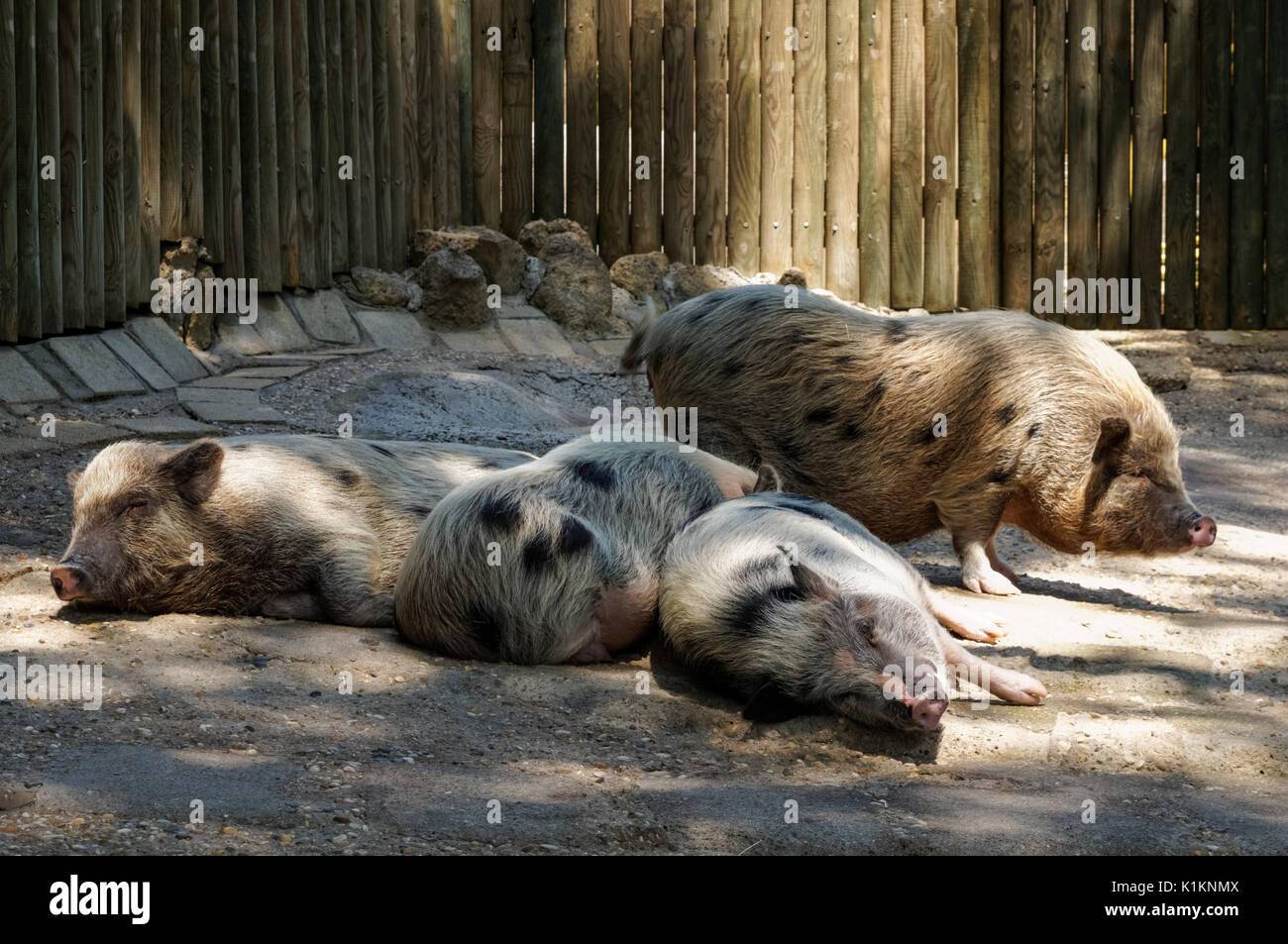 Rome zoo hi-res stock photography and images - Alamy