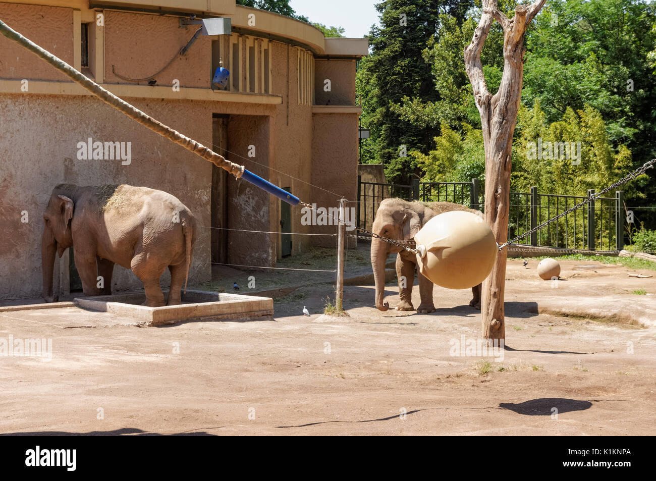 Indian elephants at Zoo in Rome, Italy Stock Photo - Alamy