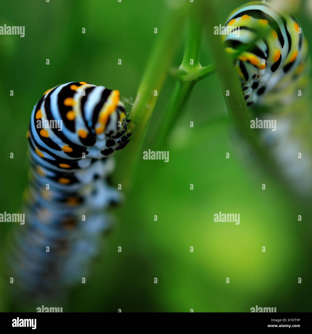 Caterpillars face hi-res stock photography and images - Alamy