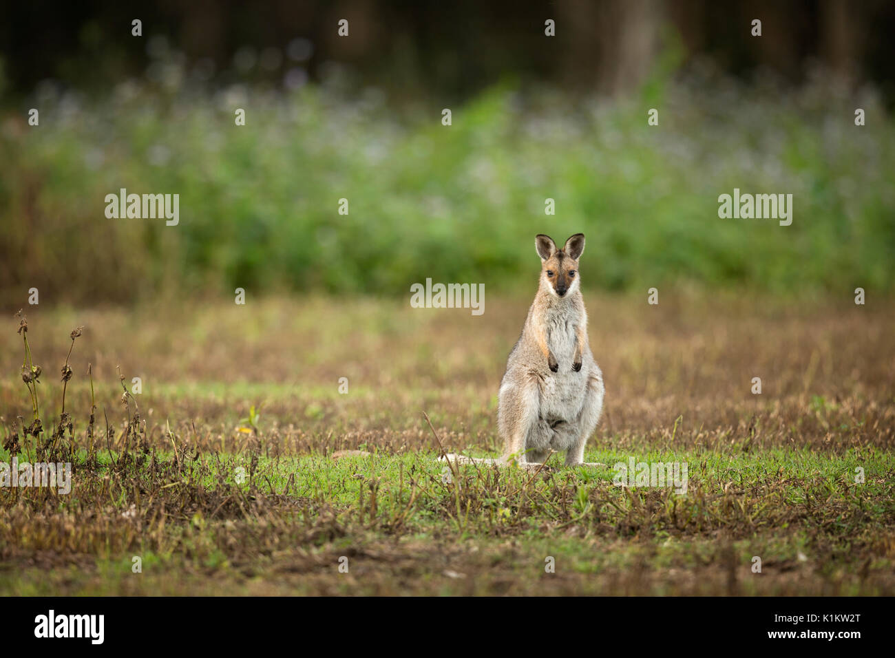 Common in south east queensland hi-res stock photography and images - Alamy