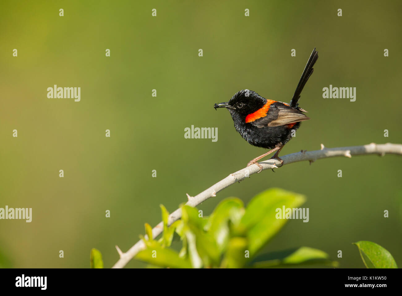 Red-backed Fairy Wren. Photographed outside the city of Brisbane in ...