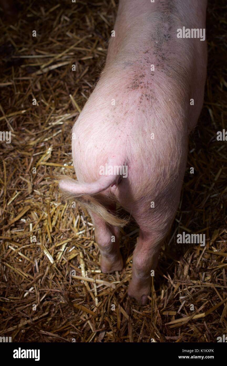 Back end and tail of a sow (pig Stock Photo - Alamy