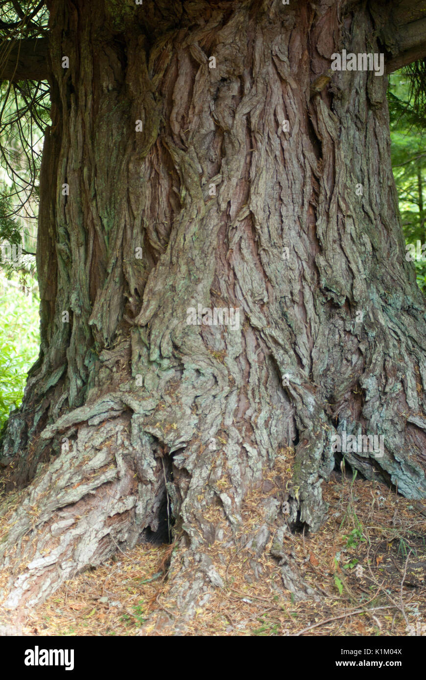 Very large, very old tree at the edge of my family's graveyard Stock ...