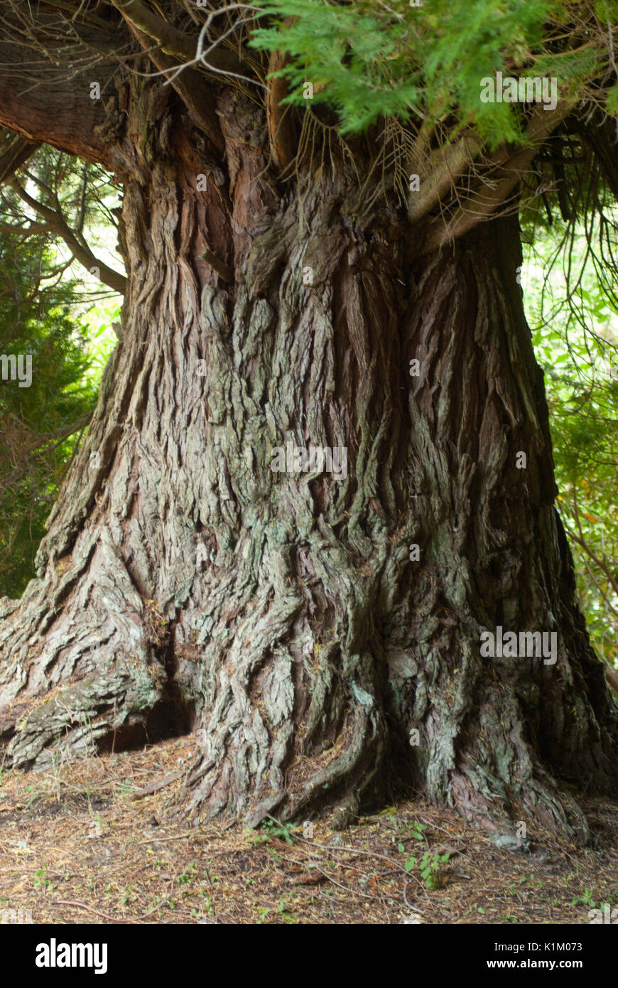 Very large, very old tree at the edge of my family's graveyard Stock ...