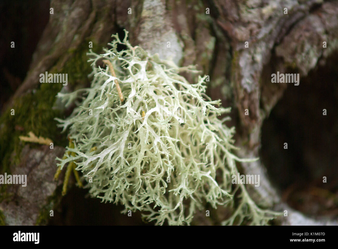 White lichen hi-res stock photography and images - Alamy