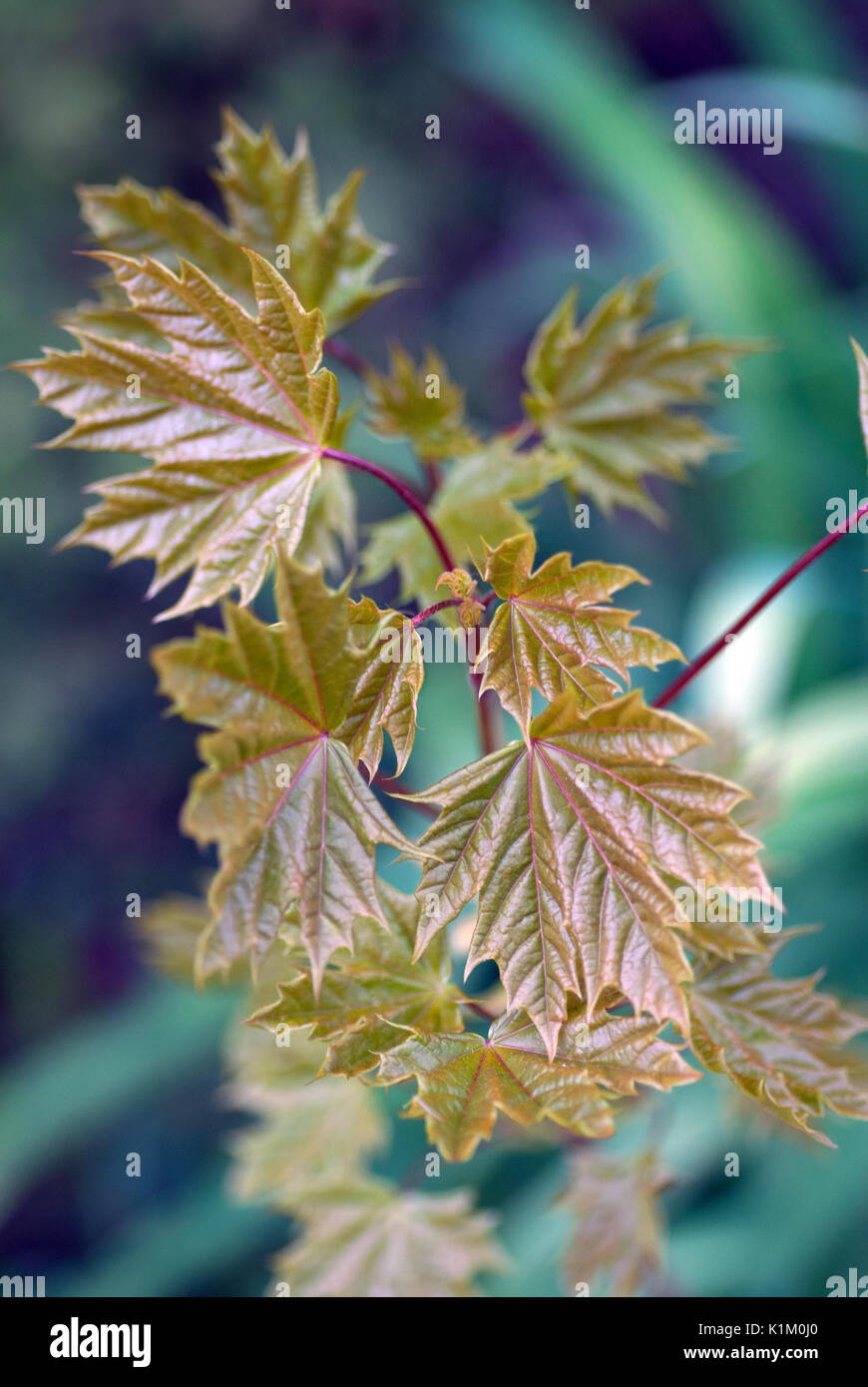 Red maple sapling hi-res stock photography and images - Alamy