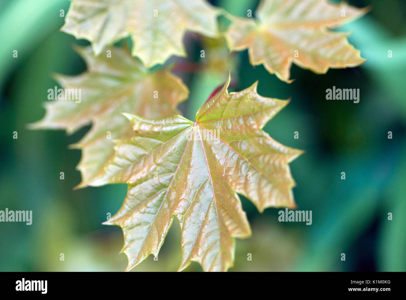 Red maple sapling hi-res stock photography and images - Alamy