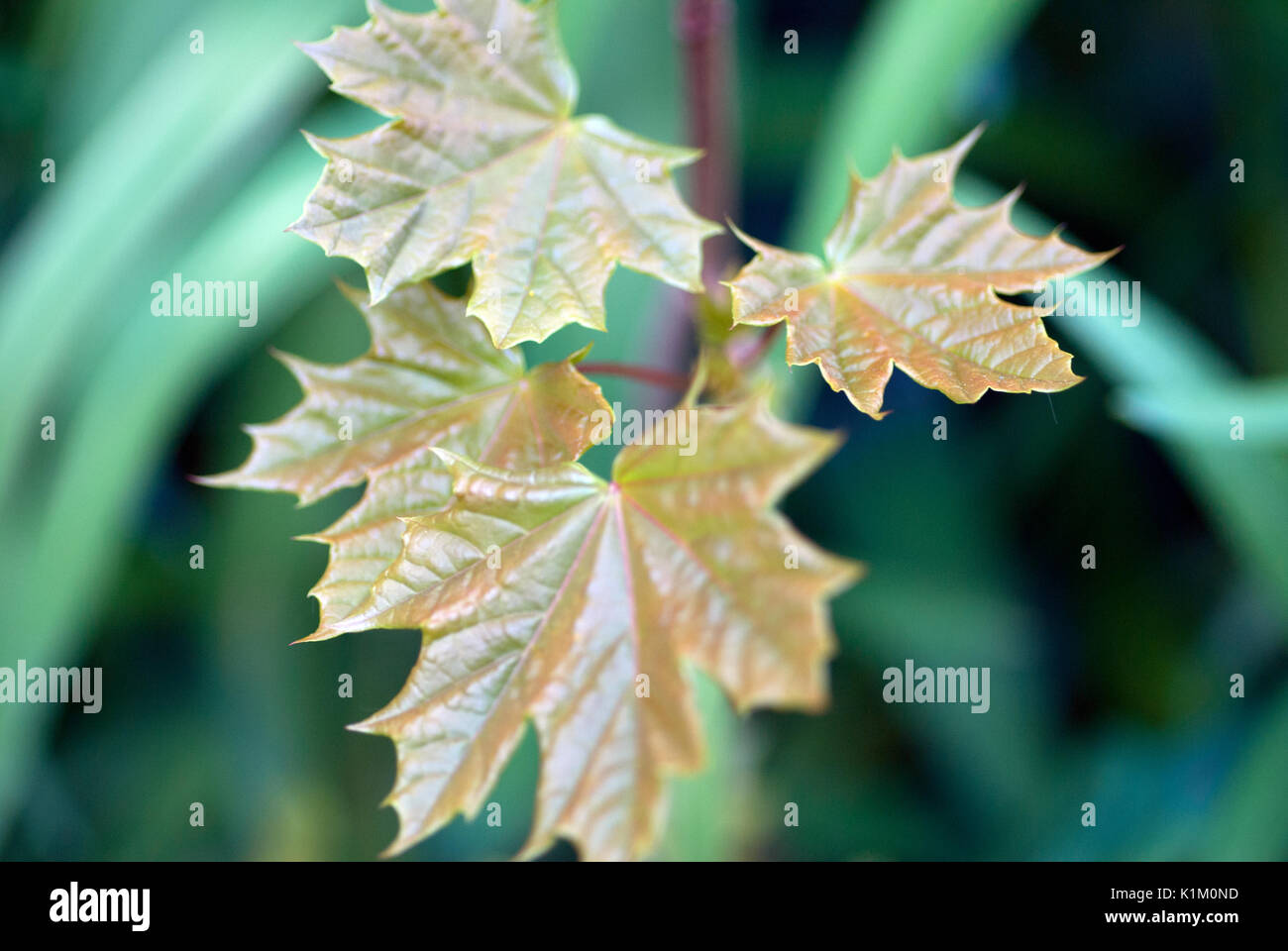 Red maple sapling hi-res stock photography and images - Alamy