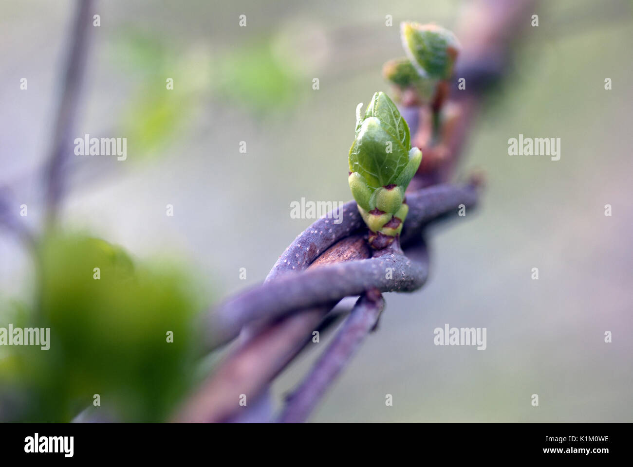 Tiny leaves budding on a wild grape vine Stock Photo - Alamy