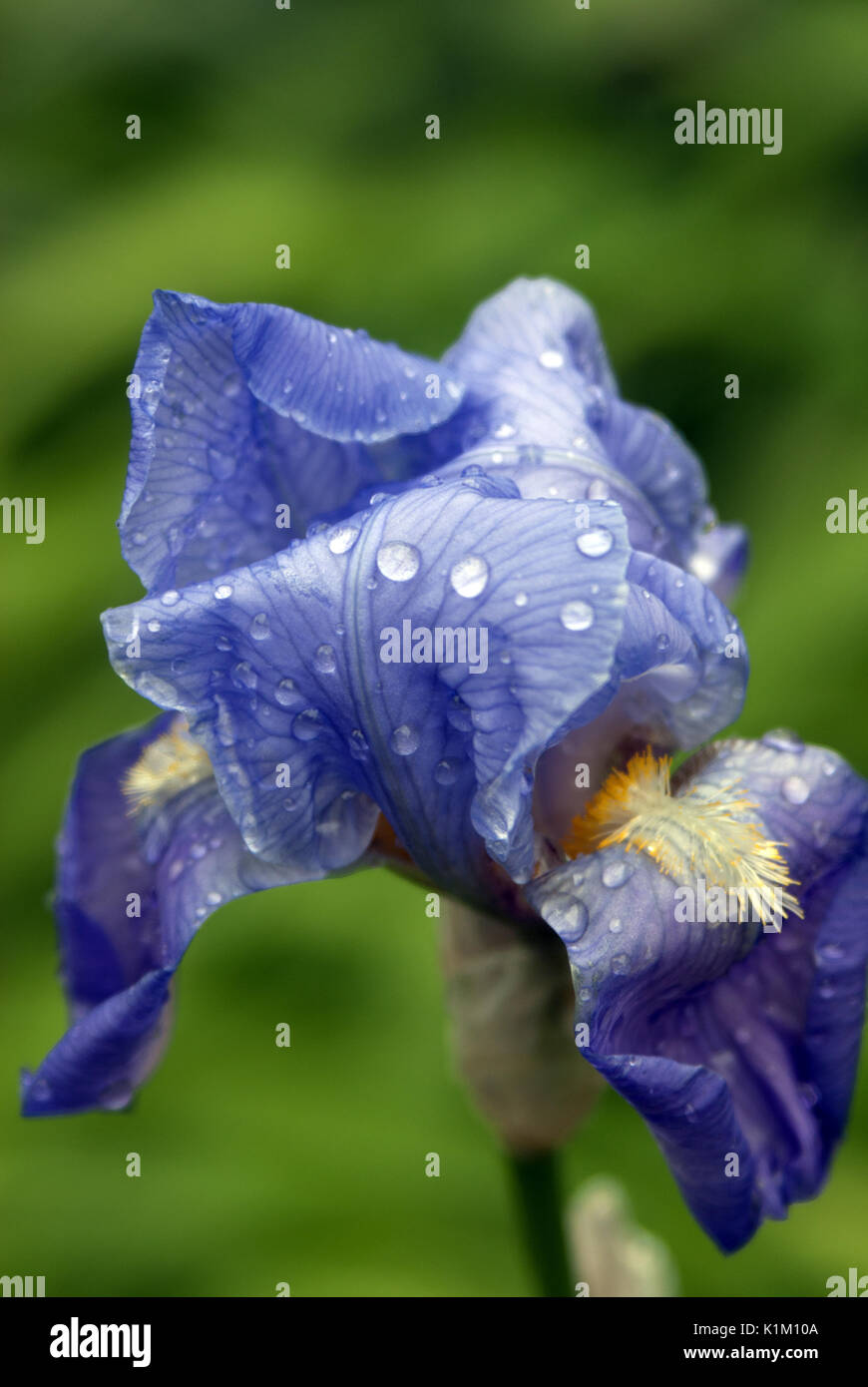 Stunning blue purple iris blossom Stock Photo - Alamy