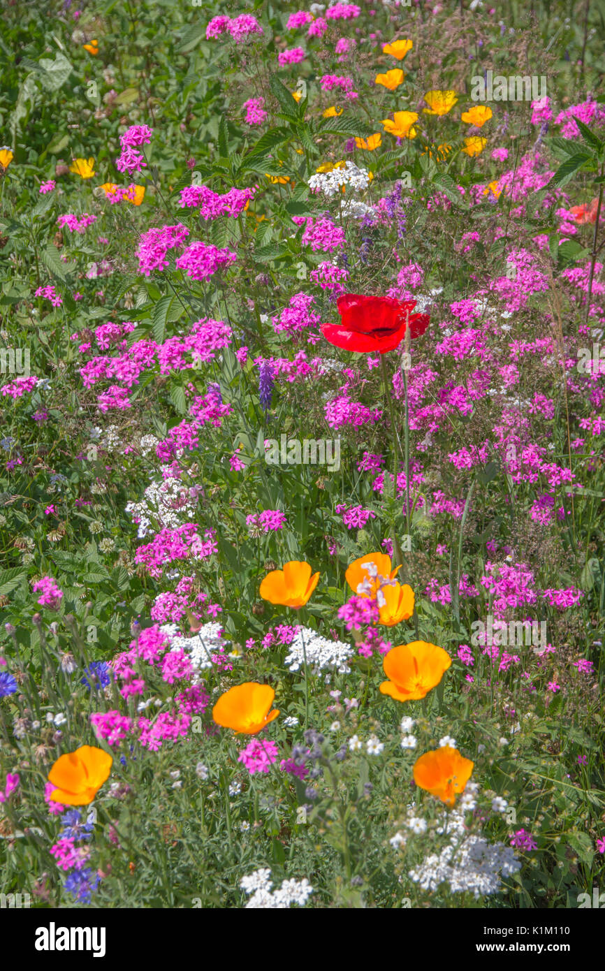 Orange wild flowers hi-res stock photography and images - Alamy
