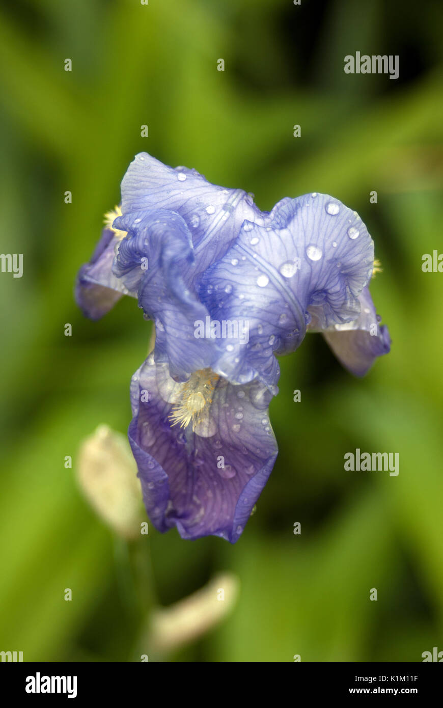 Stunning blue purple iris blossom Stock Photo - Alamy
