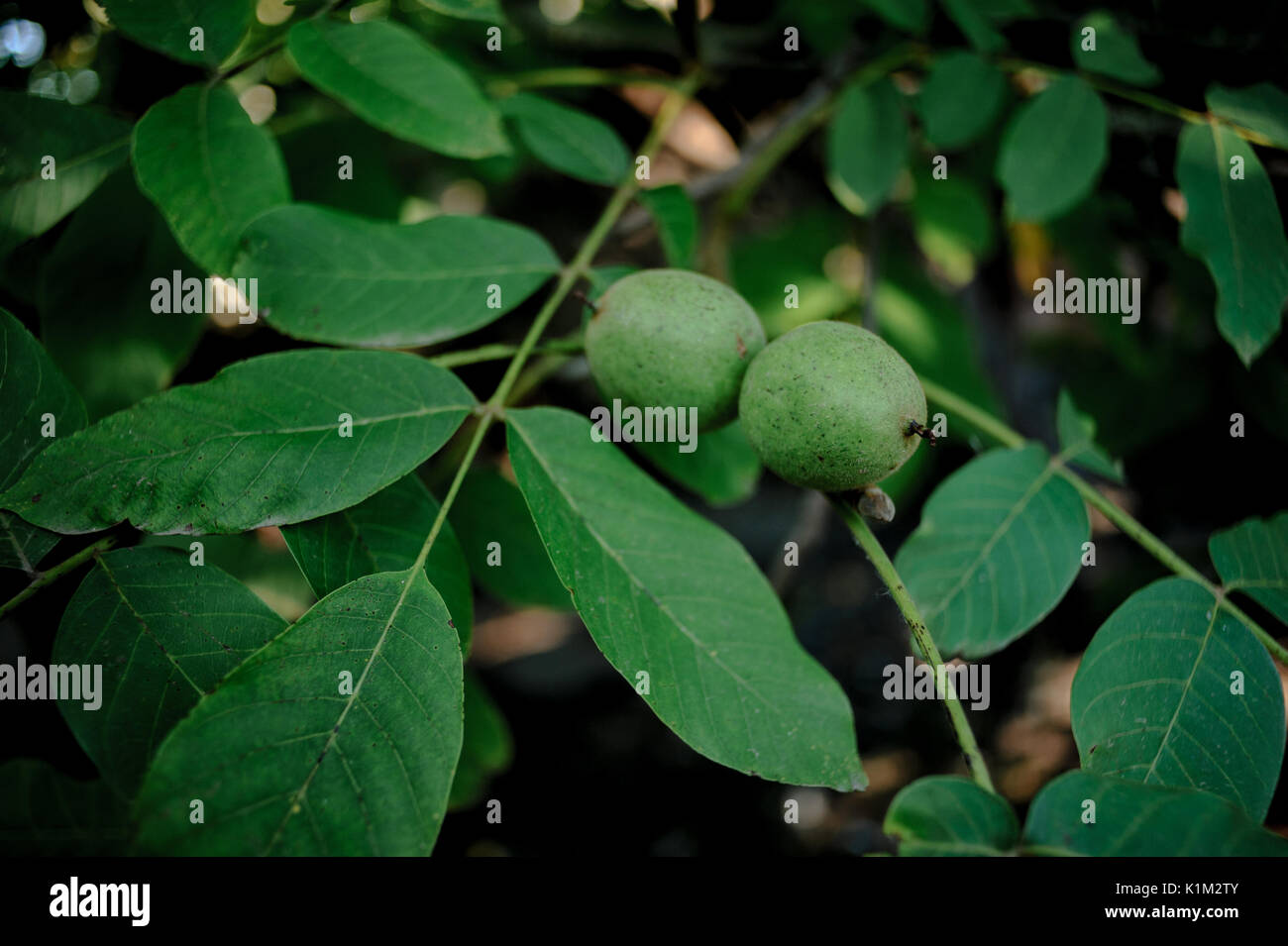 Walnut tree grow waiting hi-res stock photography and images - Alamy