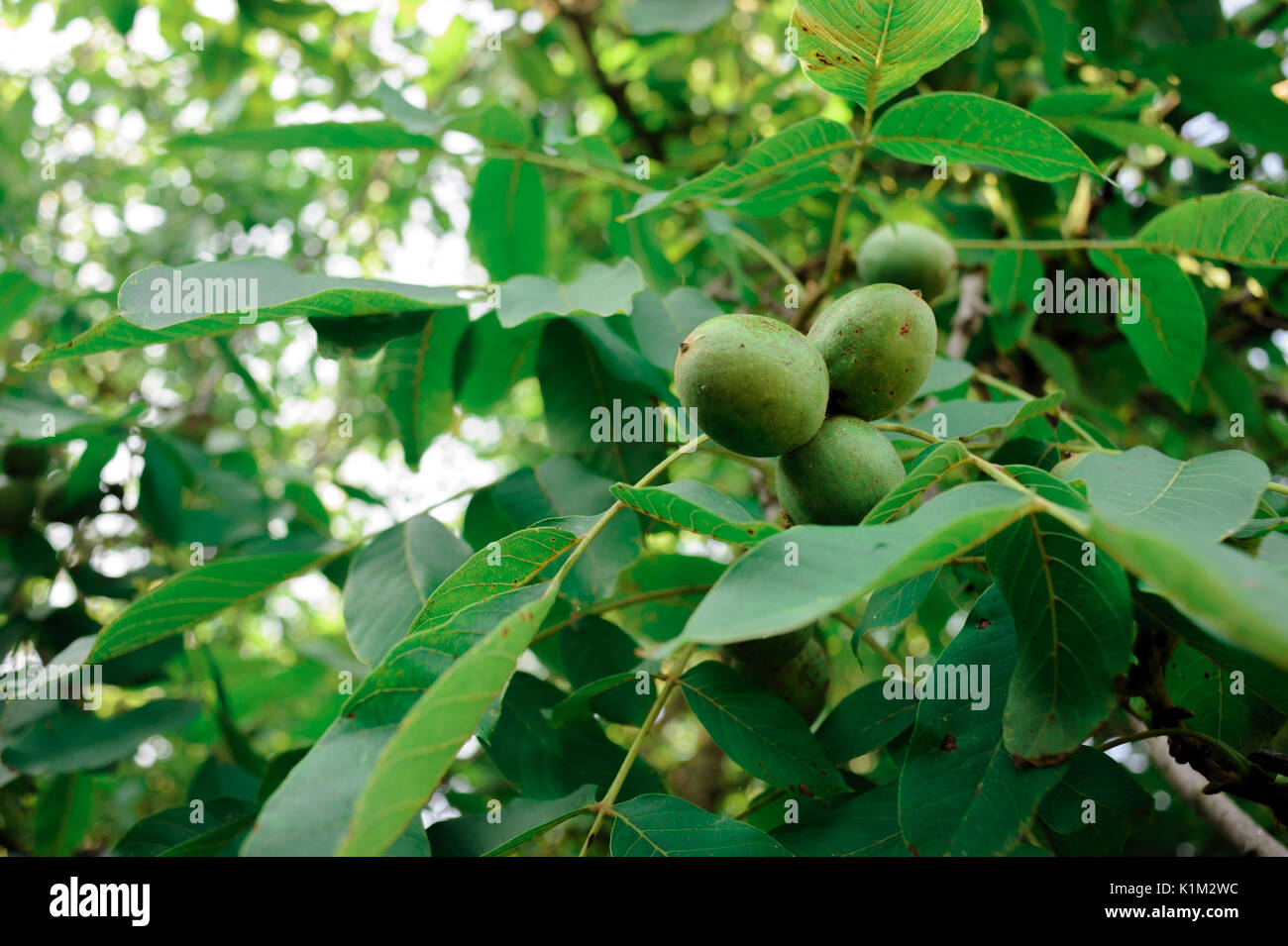 Walnut tree grow waiting hi-res stock photography and images - Alamy