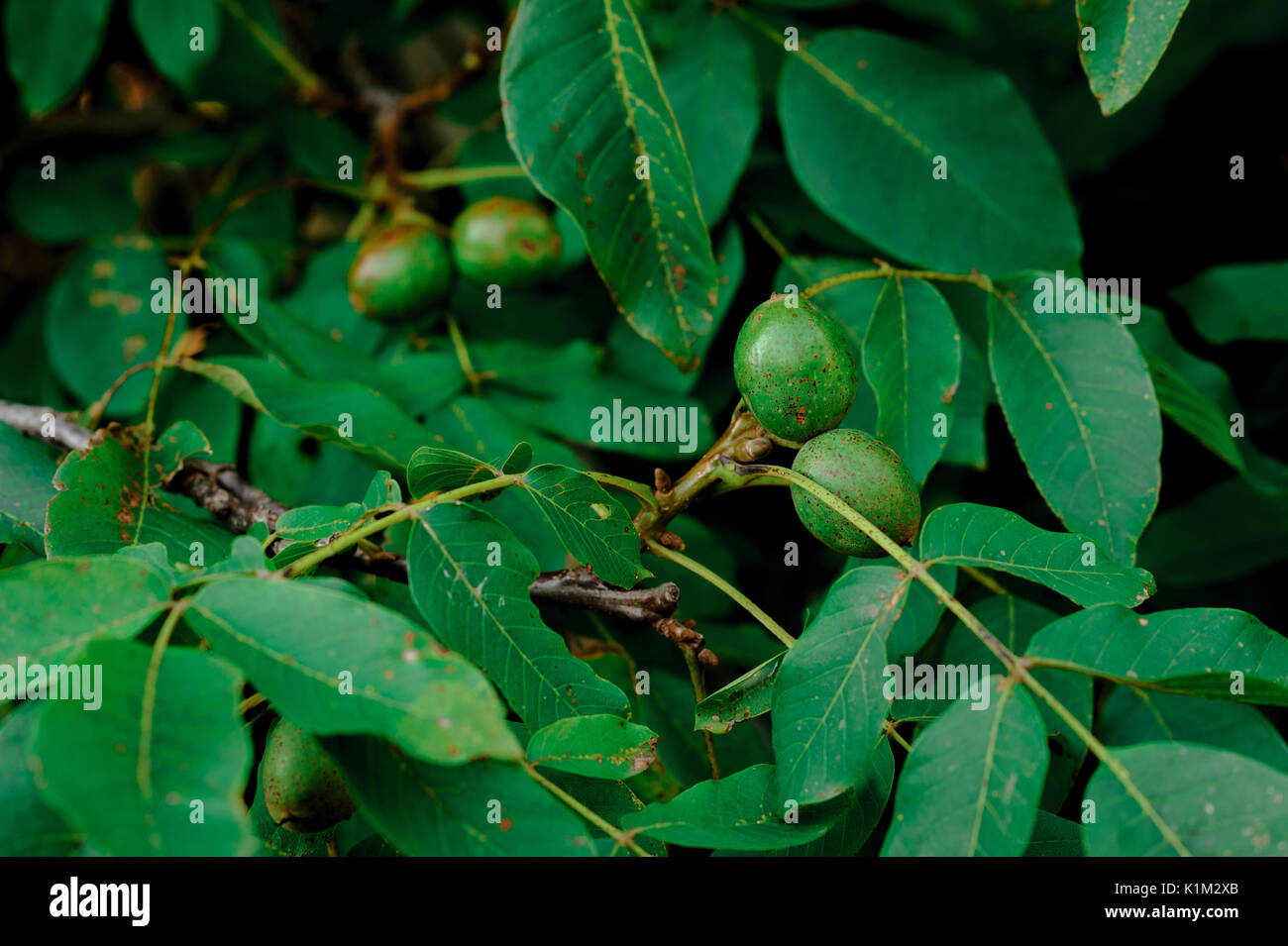 Walnut Tree Grow waiting to be harvested Stock Photo - Alamy