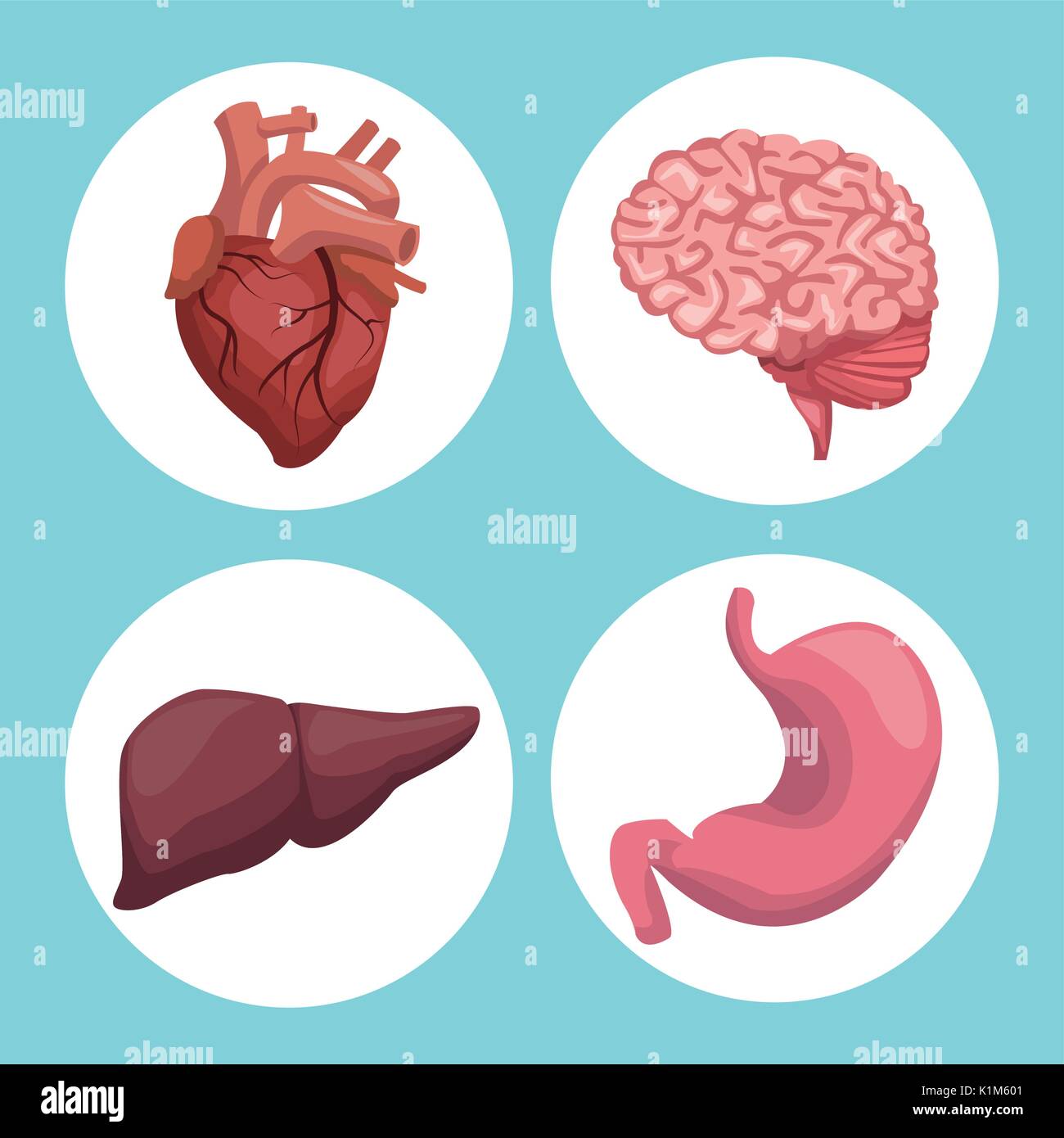 color background with circular frame organs human body Stock Vector ...